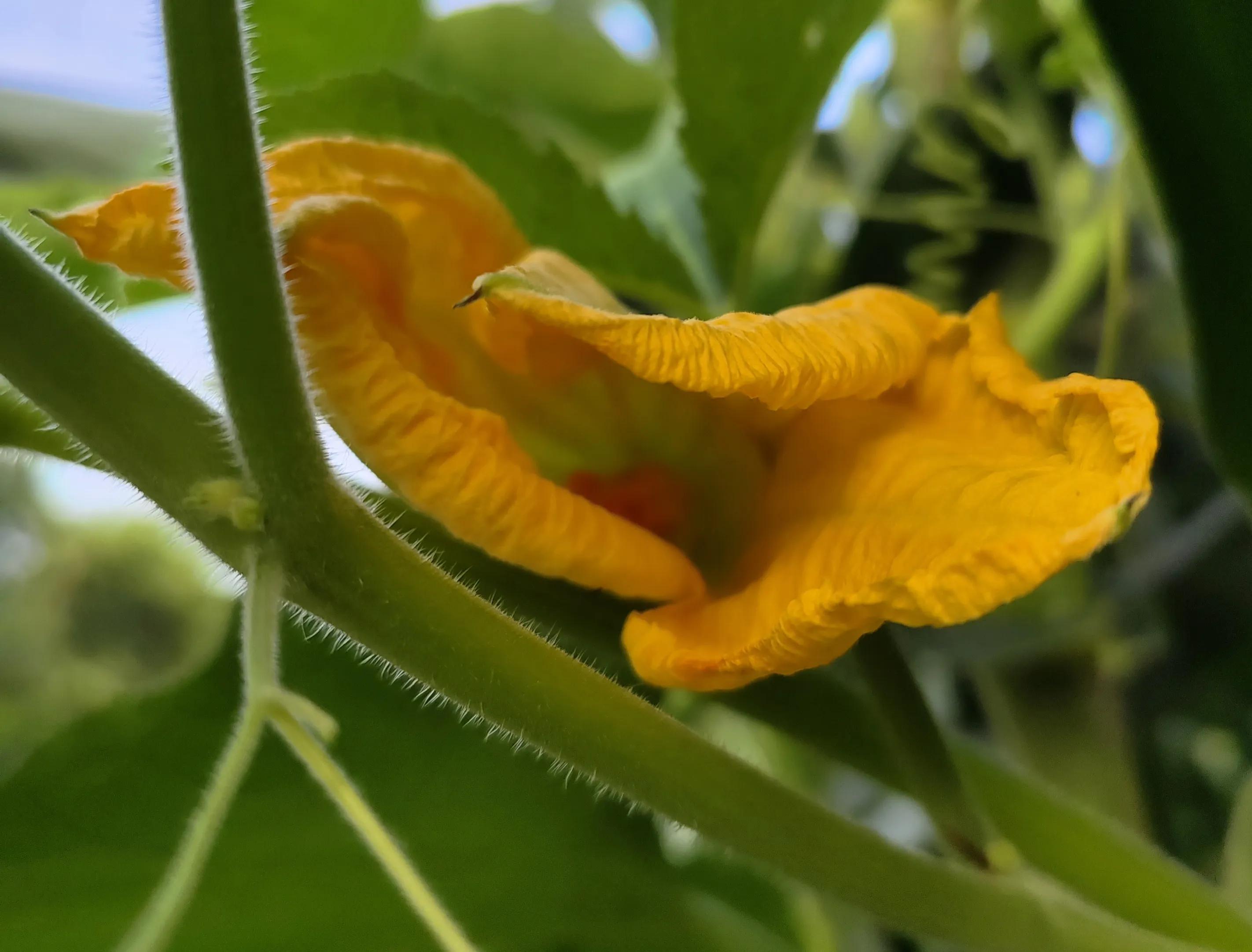 yearning for light - iNEWS