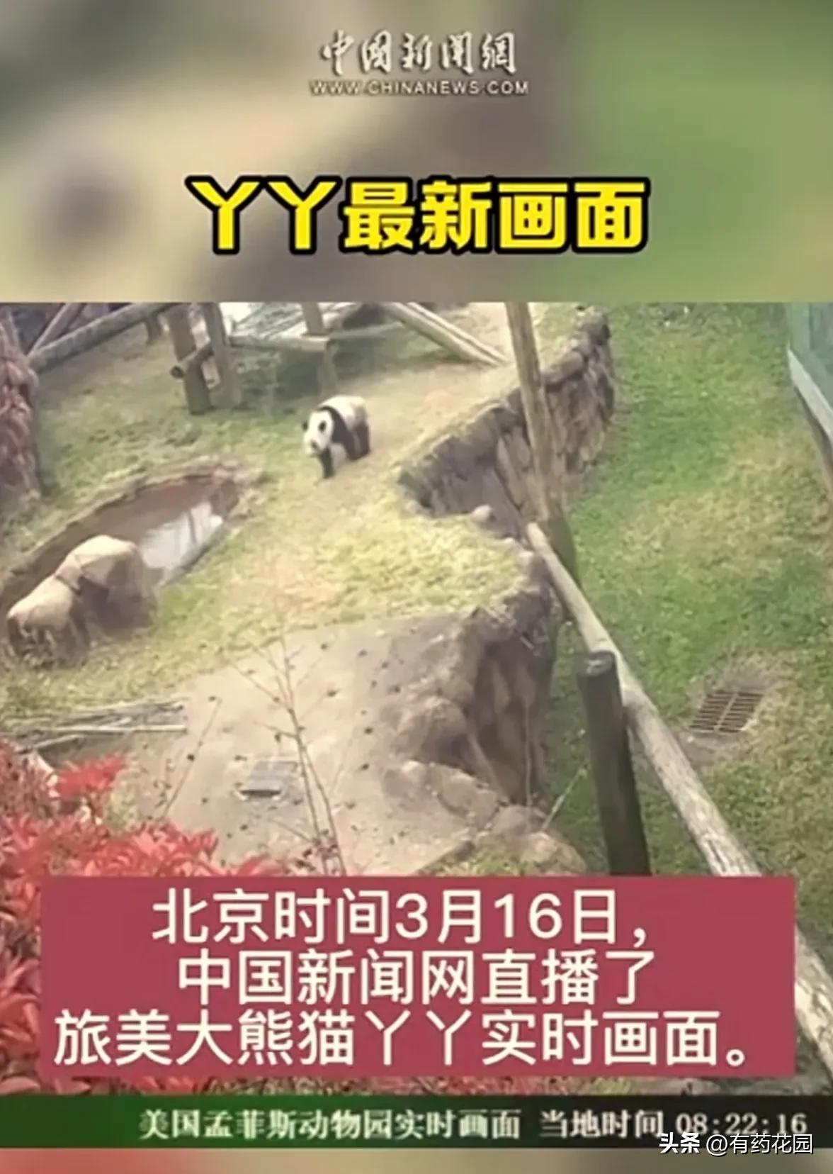 After the death of giant panda Lele, the Memphis Zoo said it would like ...