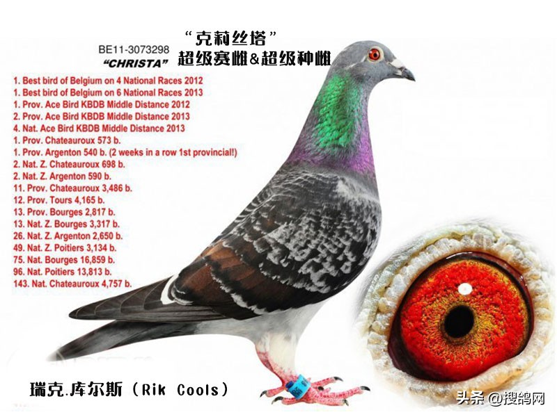 Chris' new race will be bred from super pigeon Krista (already ...