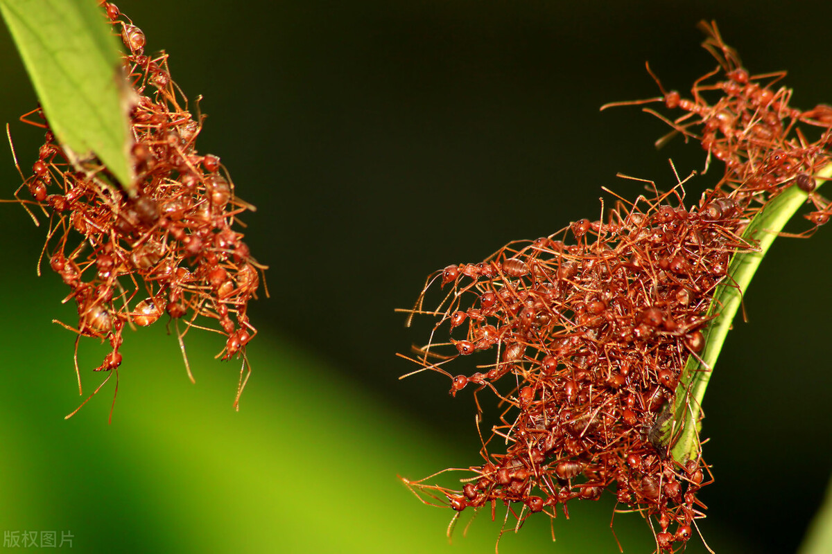 The "lazy ant effect": why the harder you work, the more mediocre you ...