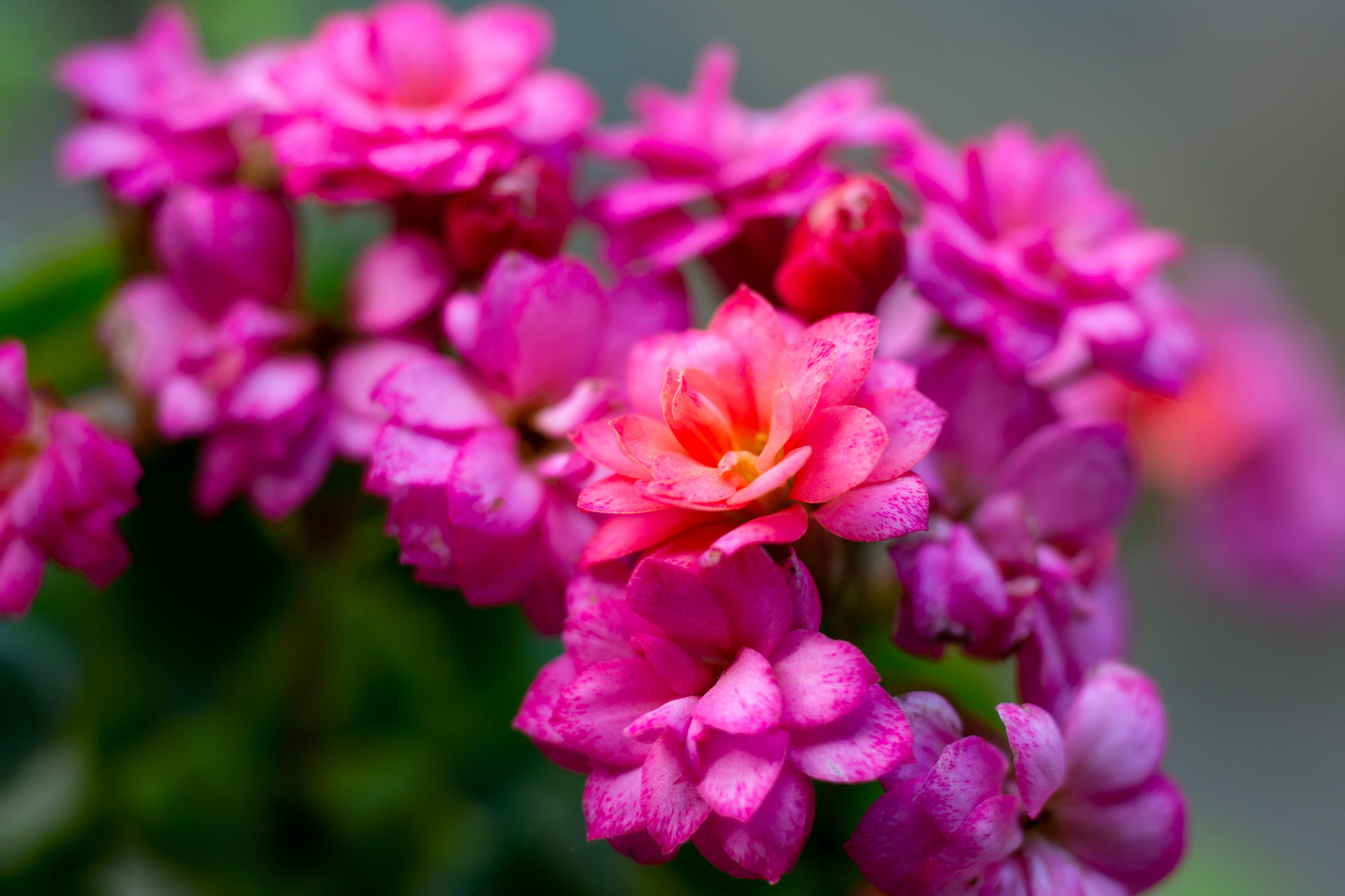 There are only 3 reasons why longevity flowers are "disliked", and many ...