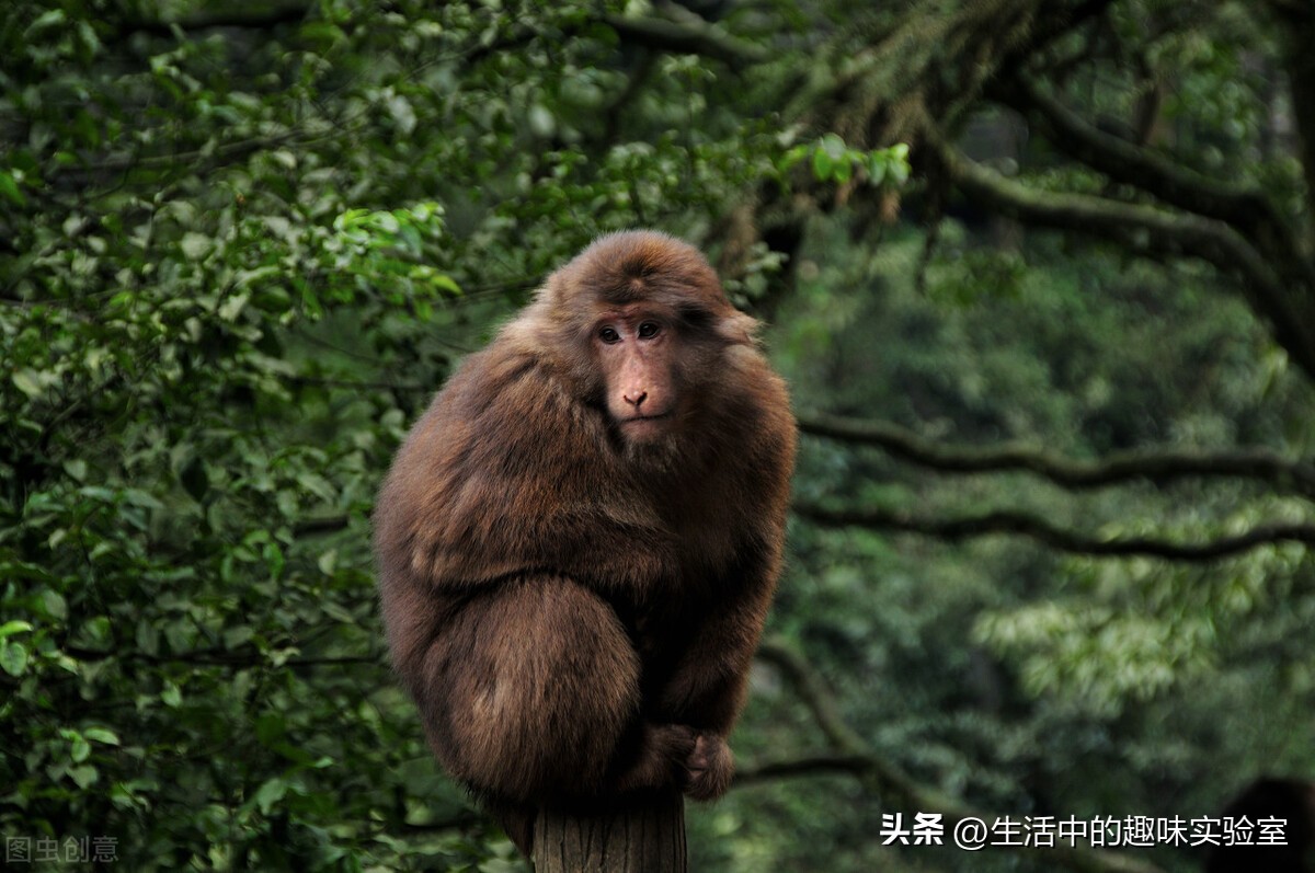 Why do monkeys in scenic spots always like to attack people?Does it ...