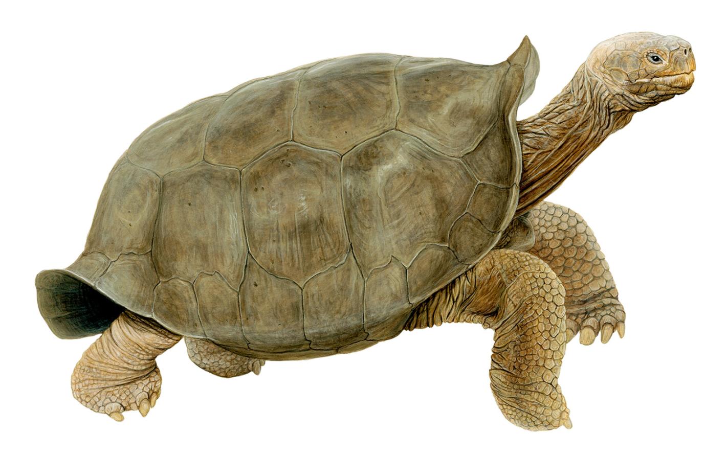 Extinct for more than 100 years, "magic giant tortoise" reappears on ...