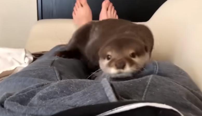 The otter fell in love with the orange cat at first sight, but was ...