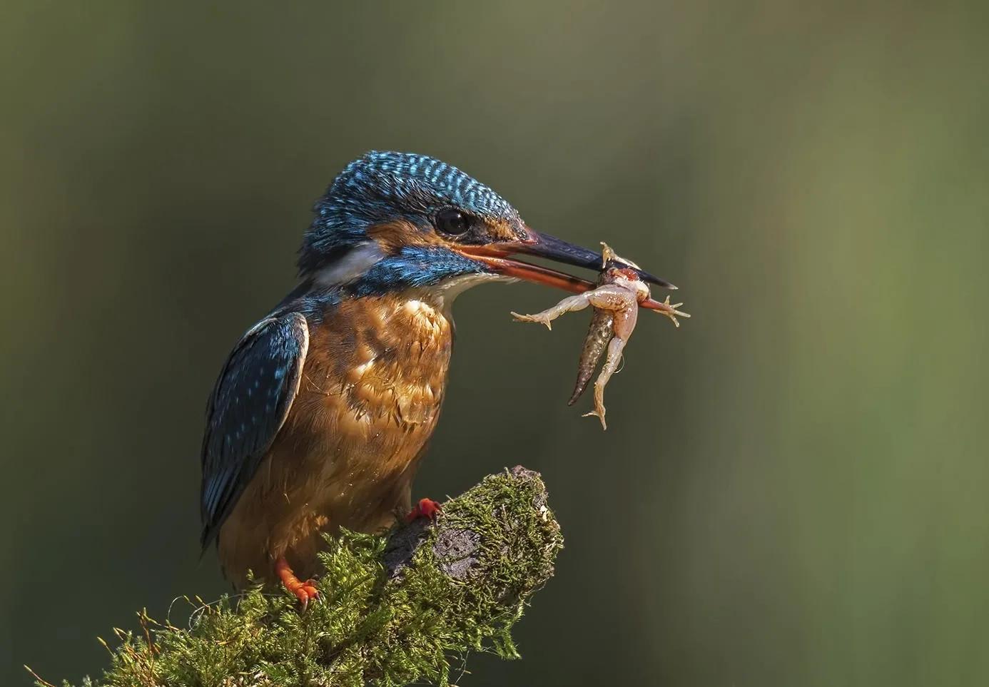 36 rare photos, lizards prey on mating frogs, monkeys tease tigers ...