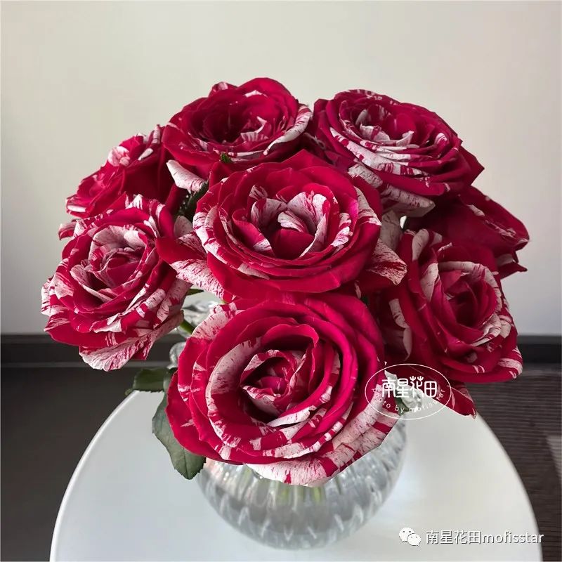 Aquarius Rose Accent Spot - iNEWS