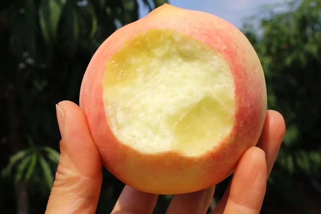 How sweet is the peach that broke the Guinness World Record? - iNEWS