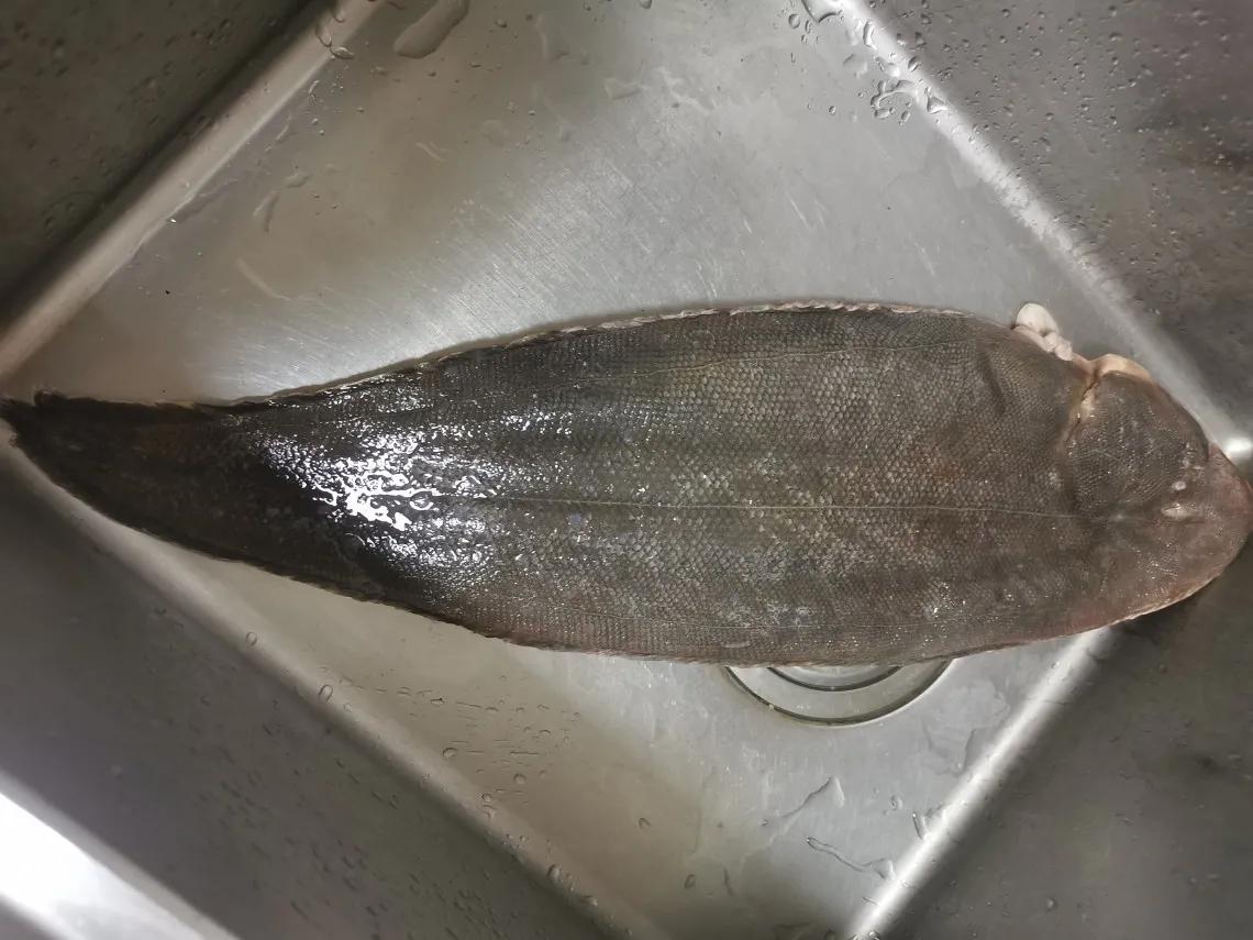 Braised Longli Fish - iNEWS