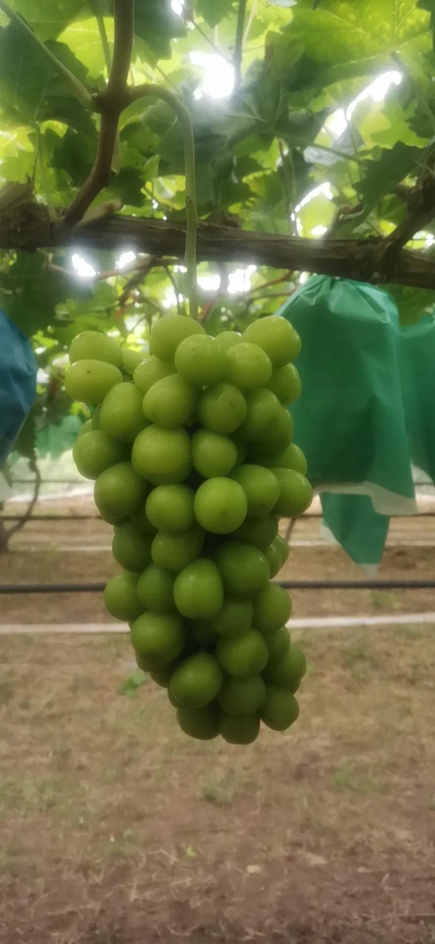 The new crown of the grape world-Sunshine roses are ripe, and the Mid ...