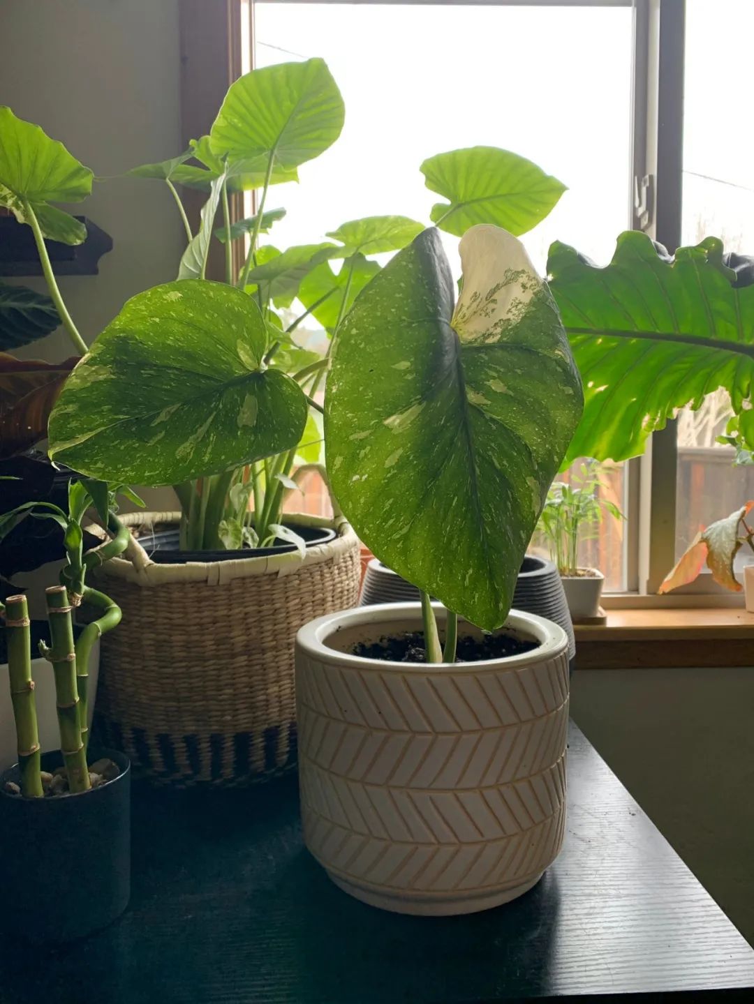 It is enough to know these 11 species of monstera with brocade, and it ...