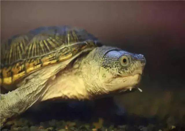 The Living Habits and Breeding Techniques of Narrow Bridge Egg Turtle ...