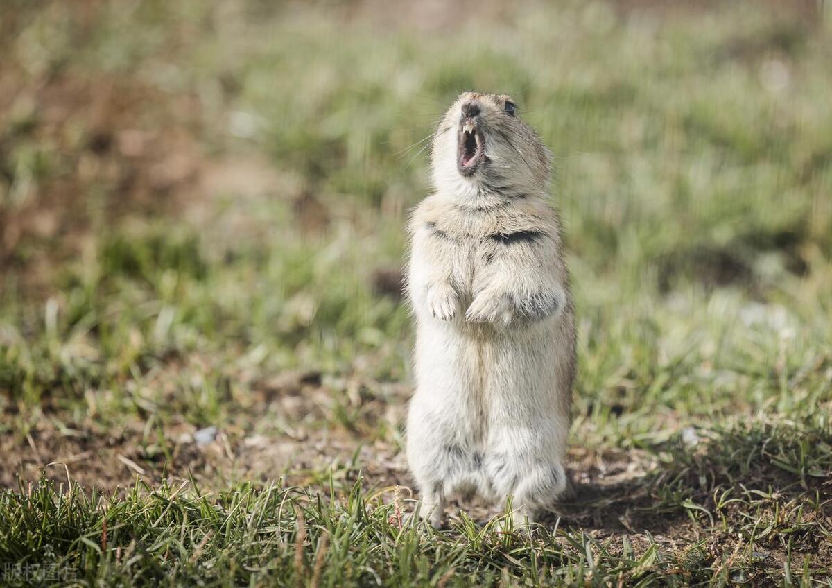 The Amazing World of Hibernation: Exploring the Mystery of Animals ...