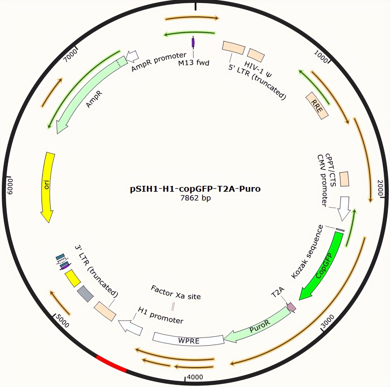 RNA interference-shRNA simple design method - iNEWS