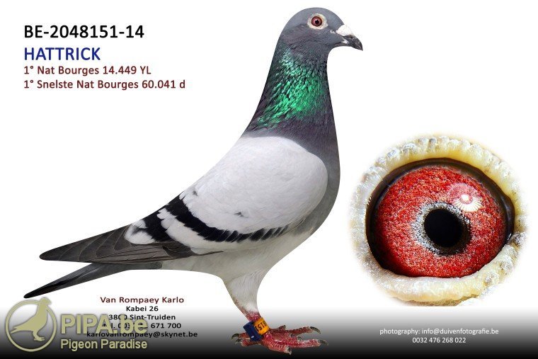When the "hat trick" of pigeon racing meets the "Porsche 911" of pigeon ...