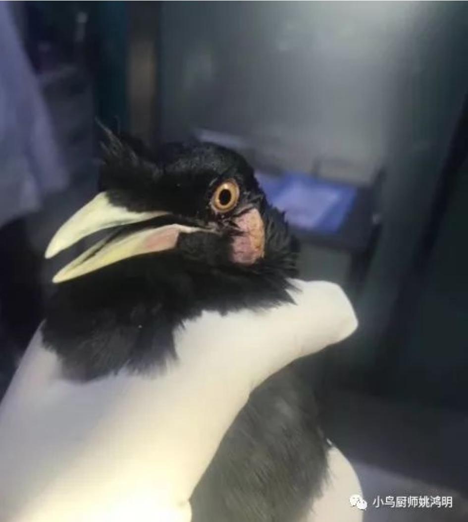 The bird has a bump on its head and face! - iMedia