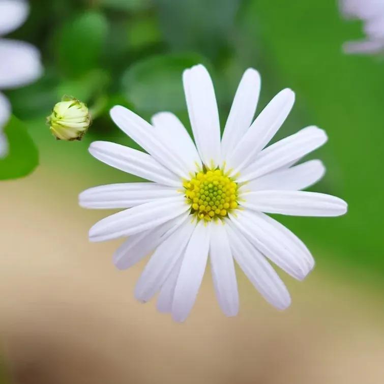 Let every flower bloom bravely! - iMedia