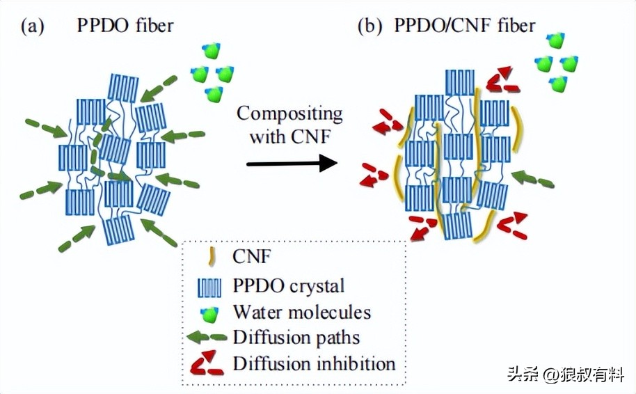 Controlling the Hydrolysis Resistance of Polydioxanone Fibers Using ...