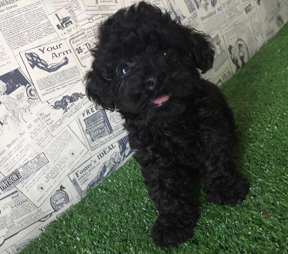 Why do you recommend raising a black teddy? Those who have raised it ...