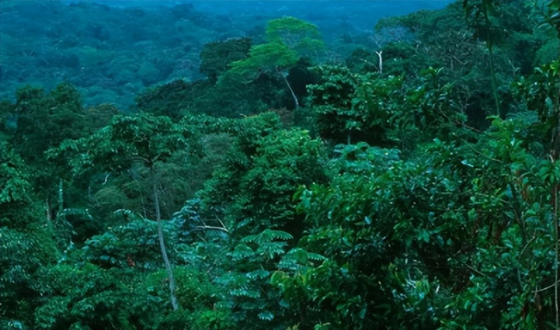 Brazilian rainforest protection, combating illegal logging and land ...