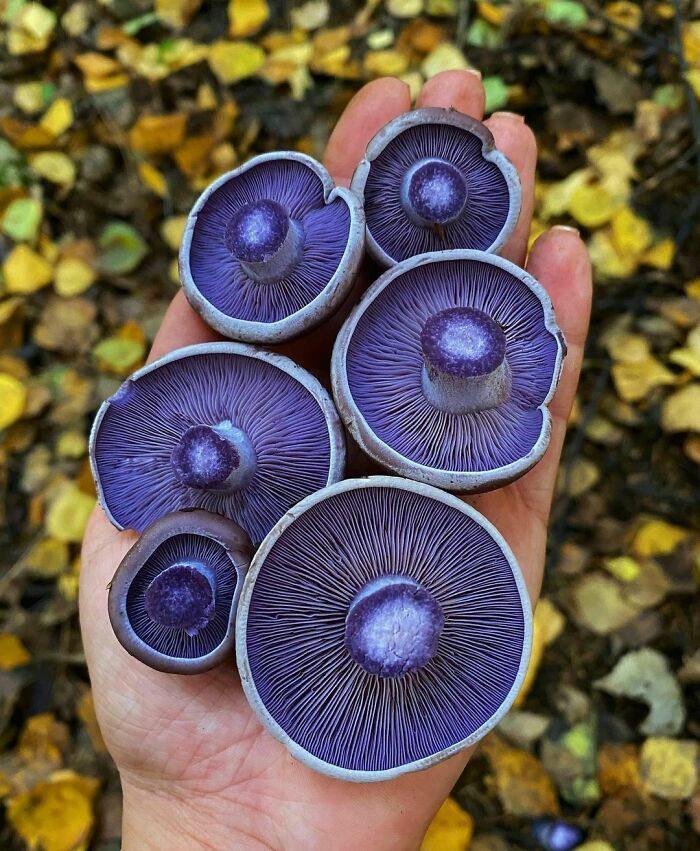 Nature is amazing! 30 Fun Mushrooms to Amaze Us! - iMedia