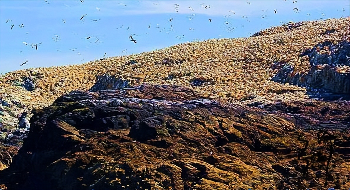 Weirdest war ever!The Three Kingdoms fight was actually because of bird ...