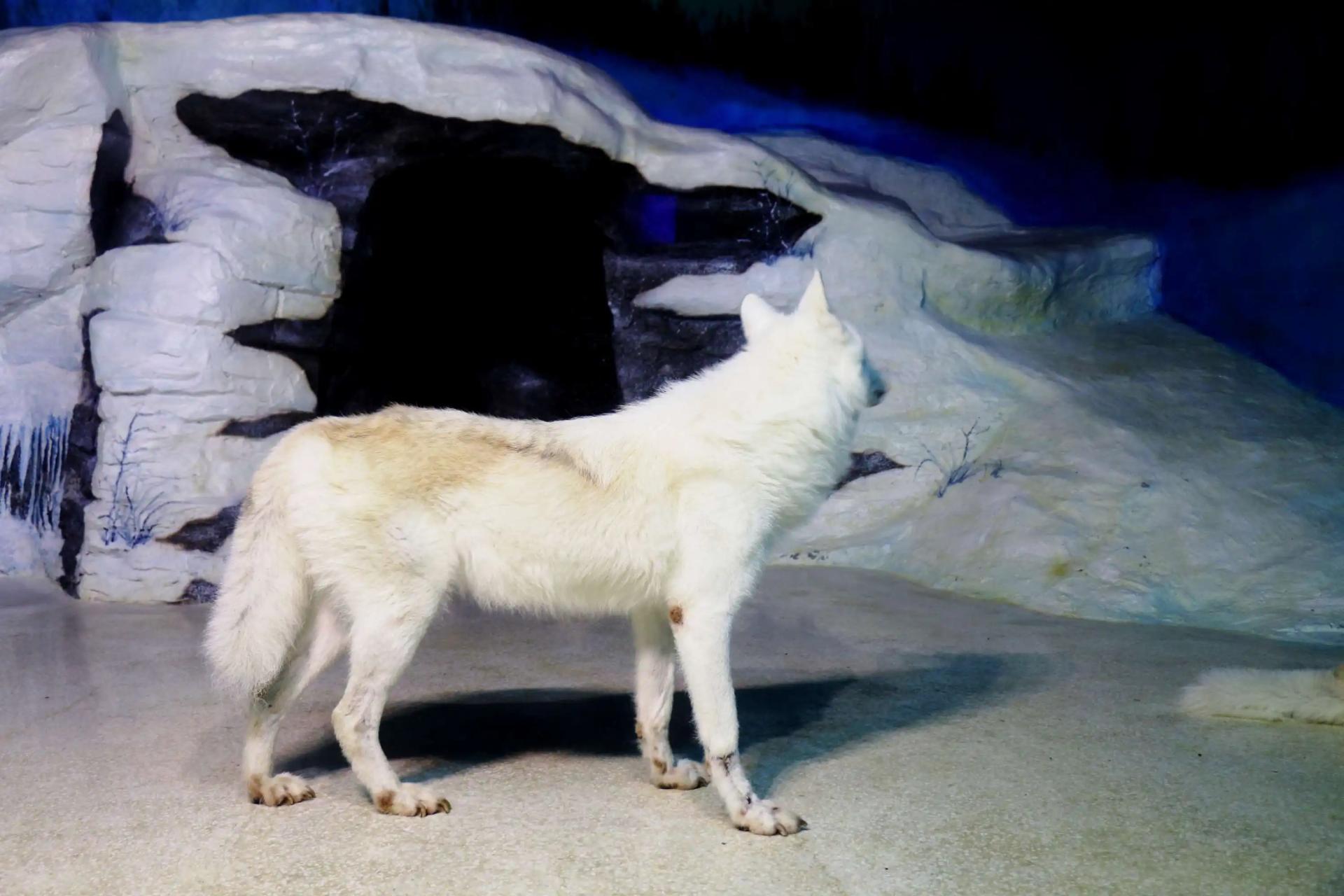 China successfully clones the Arctic wolf!Expert: It is not much ...