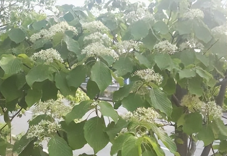 The Candlestick Tree: A Miracle of Natural Beauty - iMedia