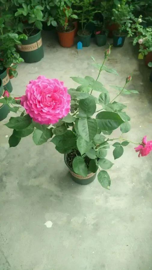 Beautiful and fragrant Eve Sapphire Rose - iNEWS