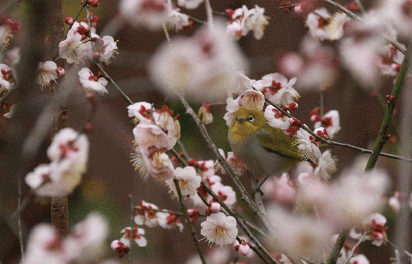 Beautiful!These 9 high-value flower viewing spots around Fuzhou are ...
