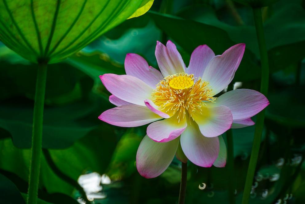 "Six Patriarchs Altar Sutra": Kindness is filial piety to parents, and ...