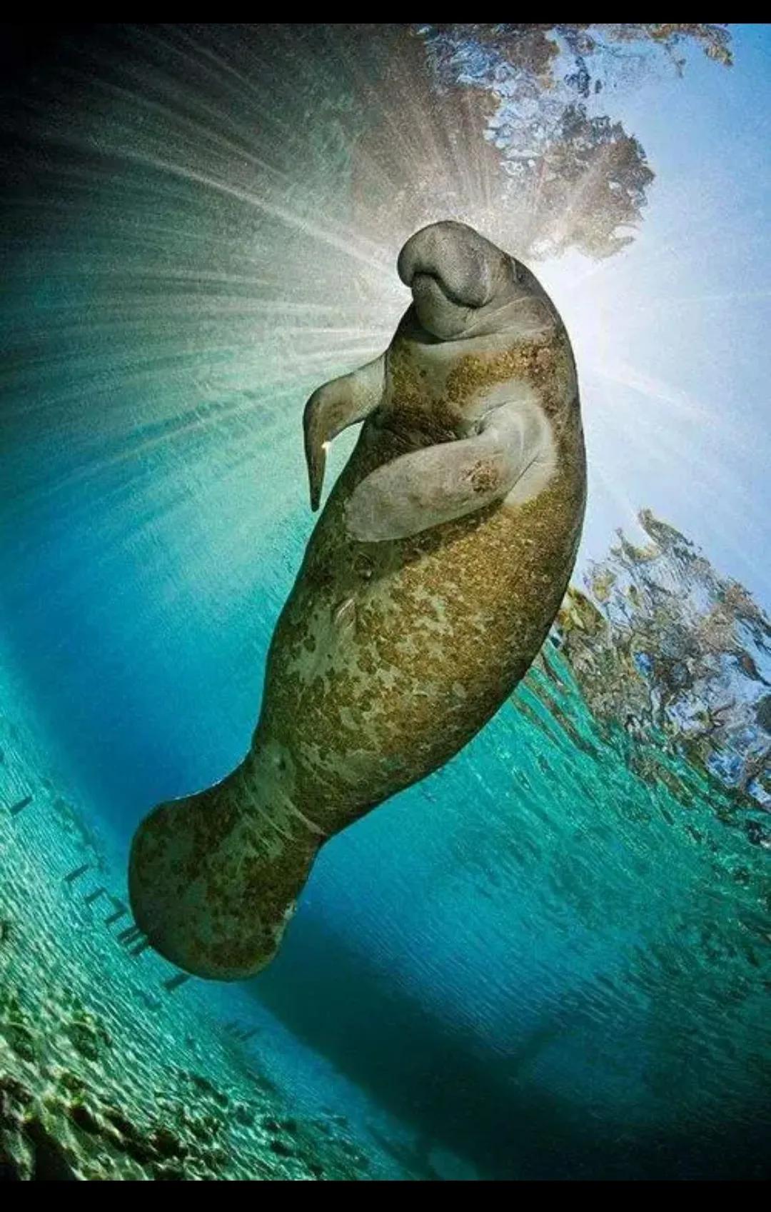 Real-life 'mermaid' prototype listed as functionally extinct - iNEWS