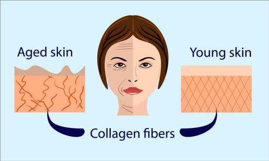 Collagen - did you know - iNEWS