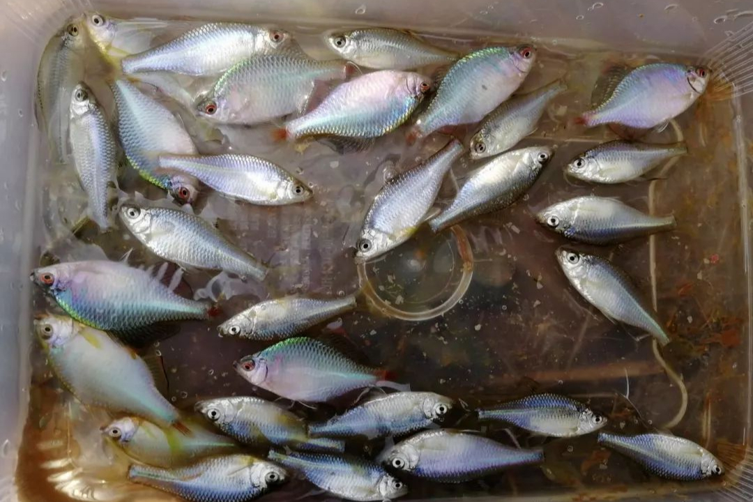 "Bitter summer eats bitter summer is not bitter", which "bitter" foods ...