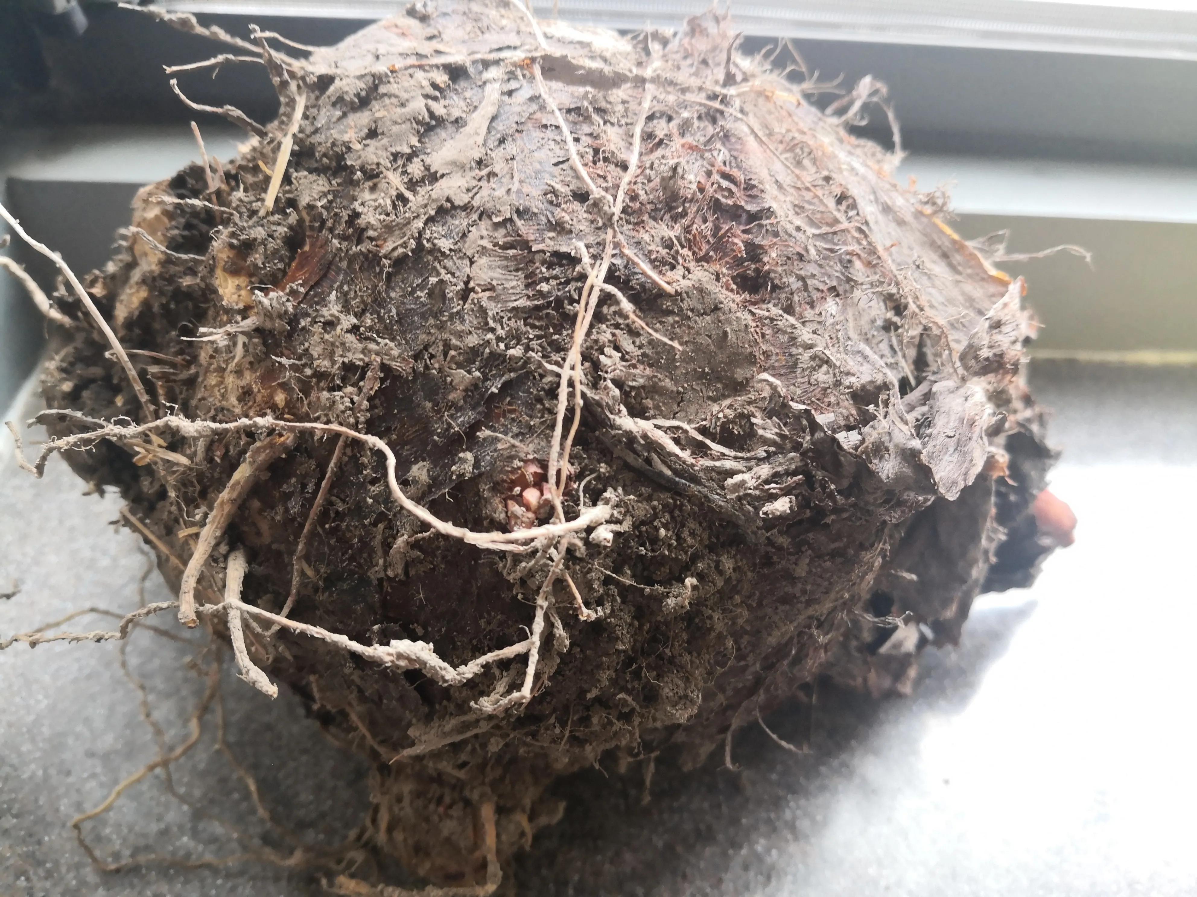 How to make this giant taro head delicious? Play different ways of ...