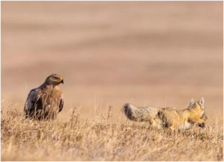 Golden eagles prey on wild wolves that are several times larger than ...
