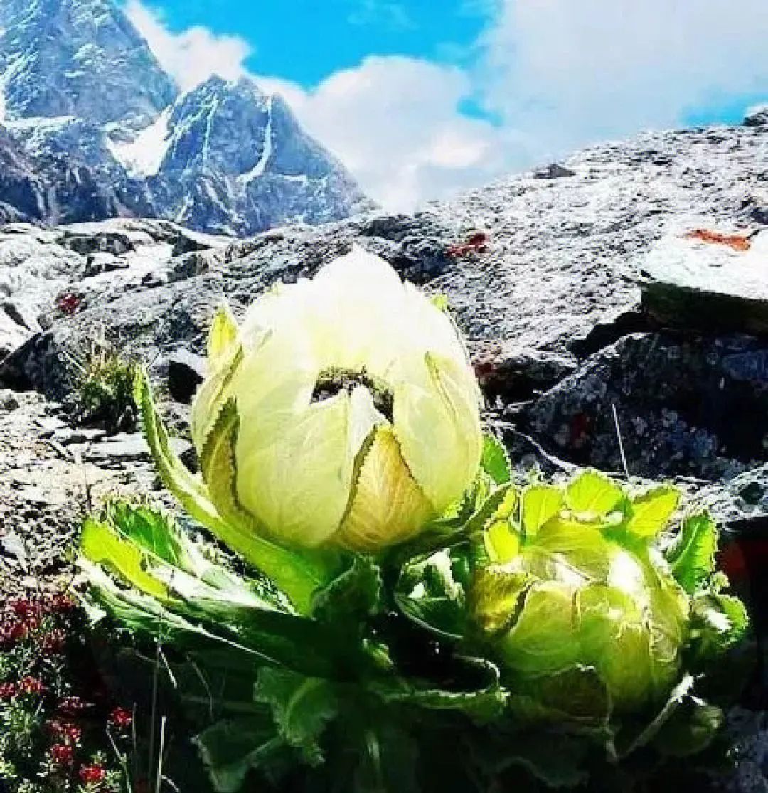 Have my passionate years turned into a beautiful snow lotus? - iMedia