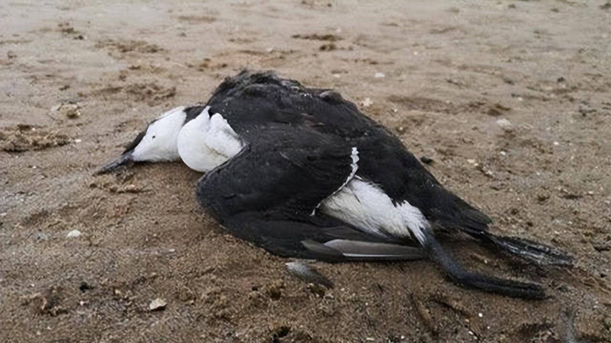 Spy is coming? The United States transforms dead bird carcasses into ...