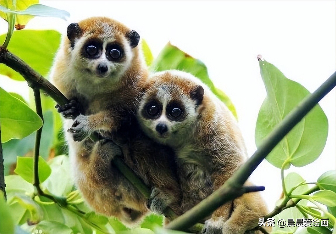 Four cute but not soft-hearted animals, what kind of hearts are hidden ...