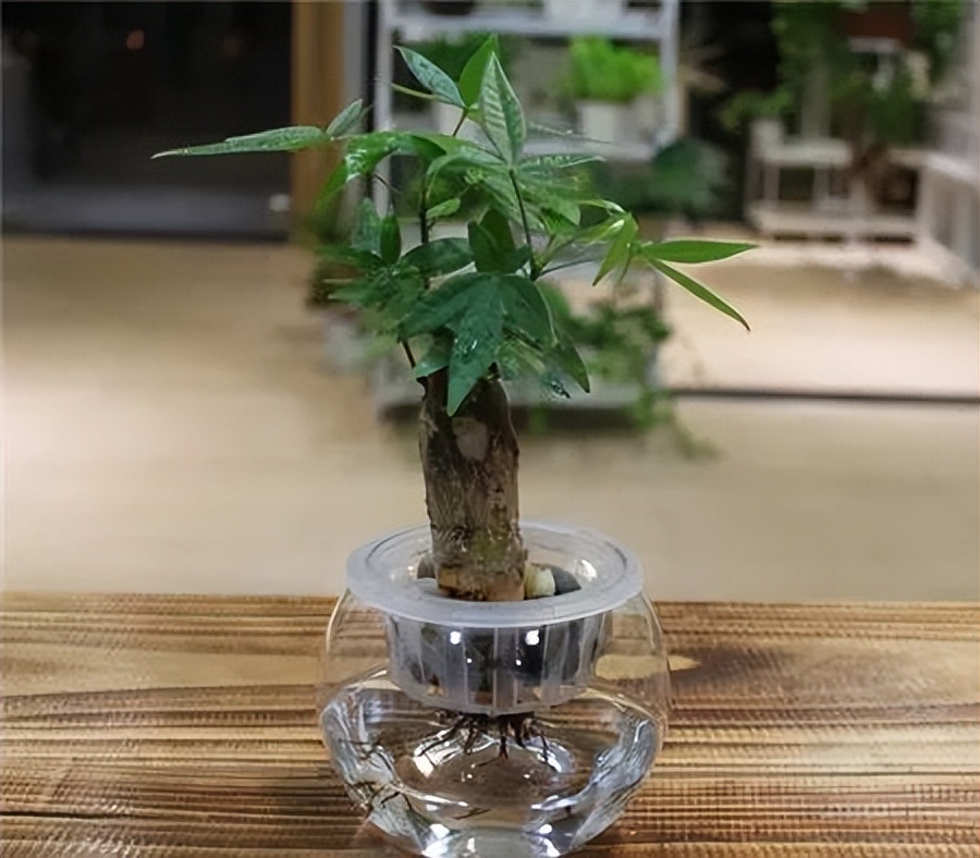 Fortune Tree Maintenance Encyclopedia (collection level) - iNEWS