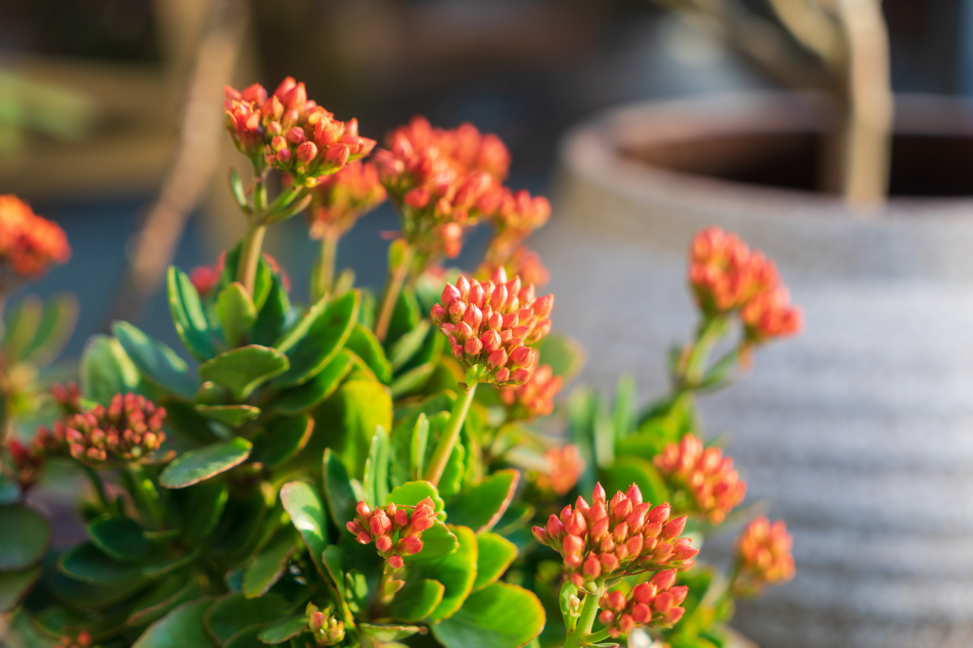 There are only 3 reasons why longevity flowers are "disliked", and many ...