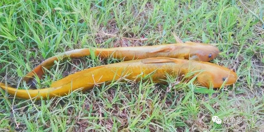 Meet yellow spicy diced and oxtail fish - iMedia