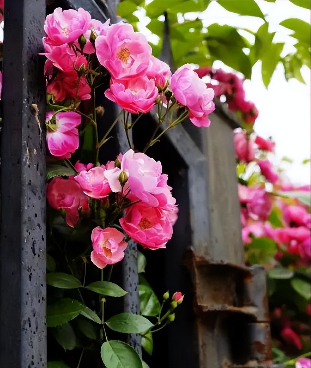 In early summer, roses bloom, and a few small poems meet the most ...