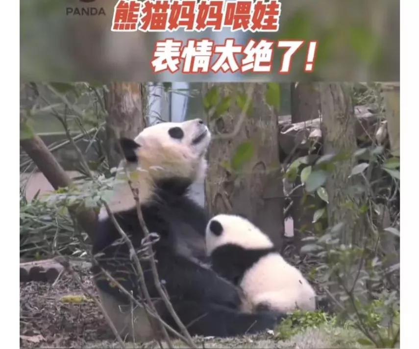 From Yuanyuan to Aibao: How does a panda mother breastfeed her baby ...
