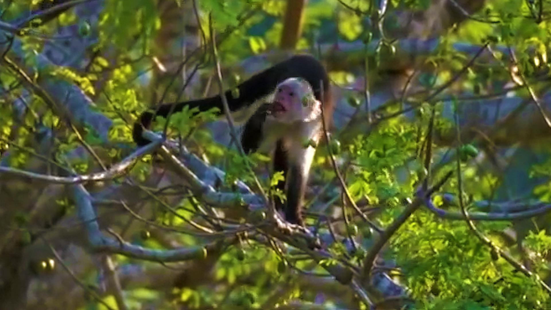 The IQ of the capuchin monkey "bursts the watch", digs out the bird's ...