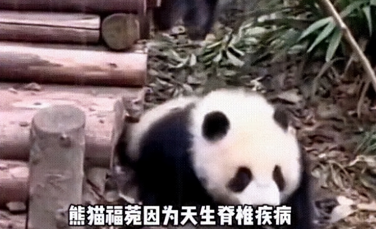 The base responded that the giant panda Fu Wan was splashed with water ...