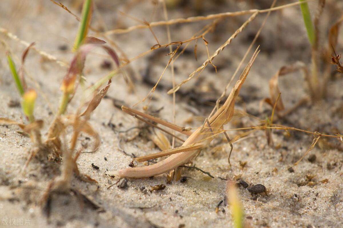 How terrible are locust plagues in history? - iNEWS