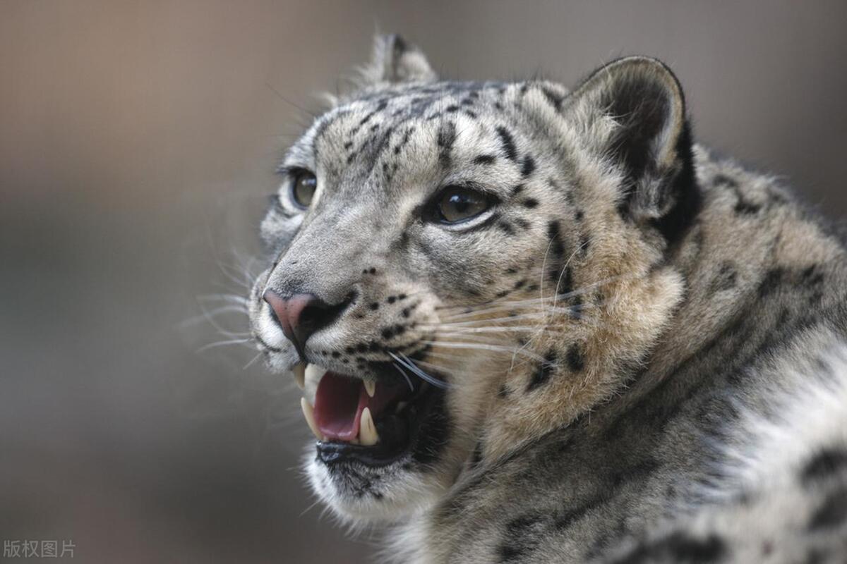 Revealed: The secret evolutionary history of snow leopards is so ...