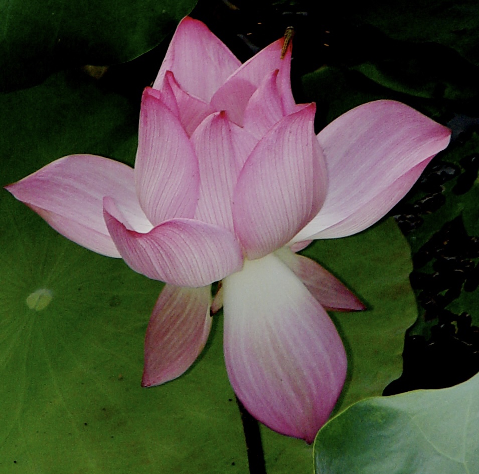 1. The first couplet: a beautiful pool of Han Ou, 2. The first couplet ...