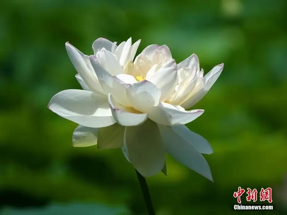 The unique lotus blooms, the novelty pursues the dream - iNEWS