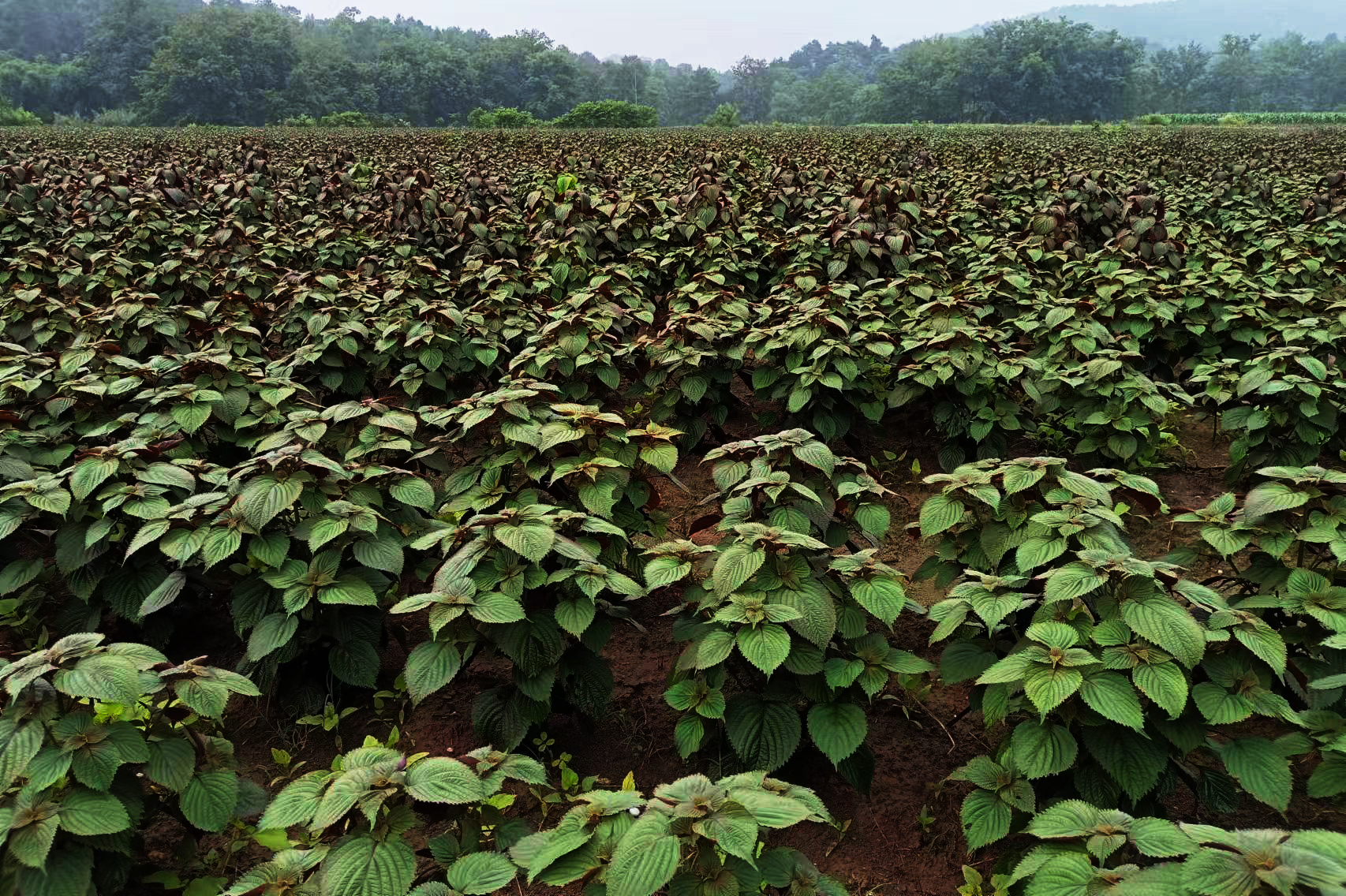 Basil: delicious and nutritious! Very famous! - iNEWS